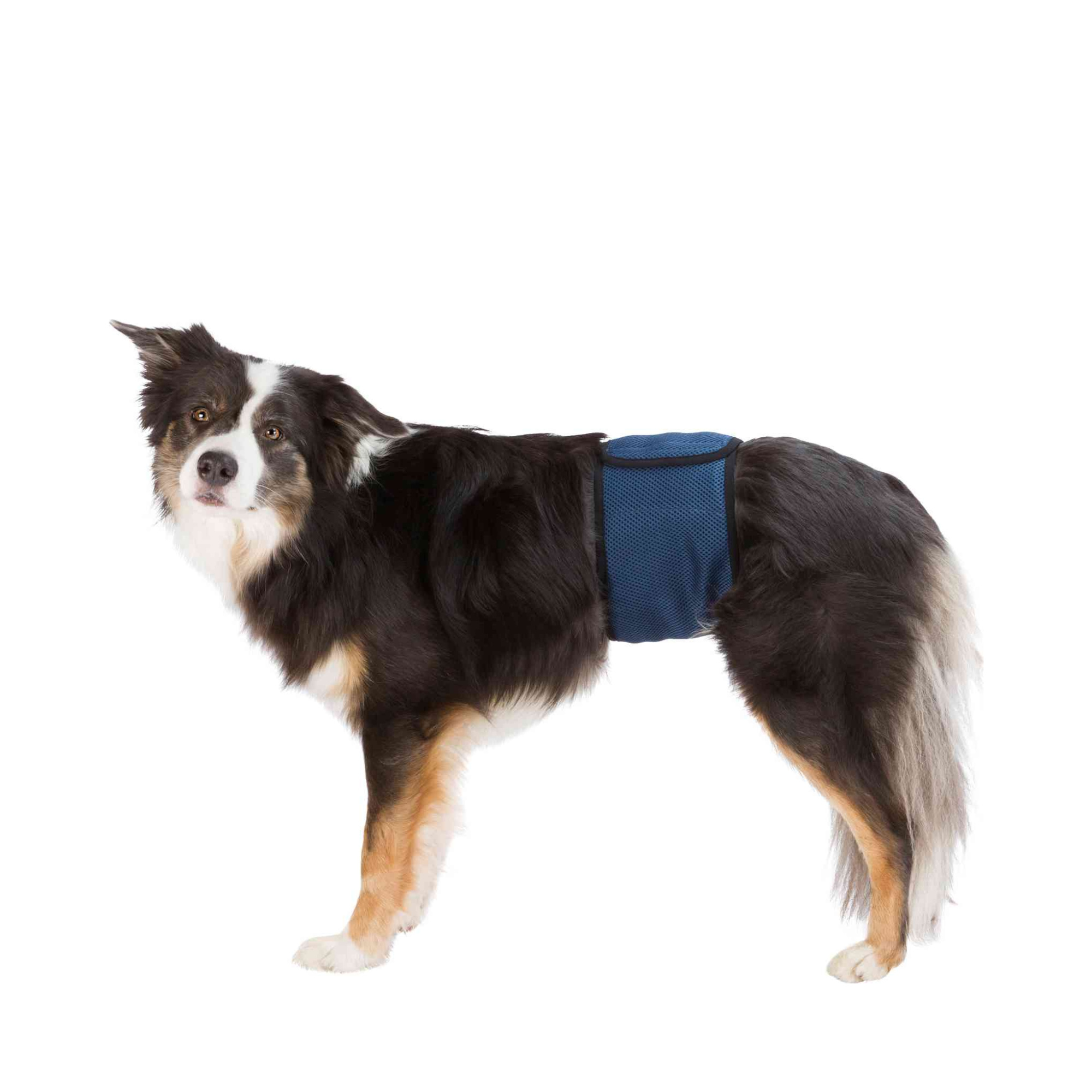 Buy Trixie Male Wrap for your dog | Tinybuddy